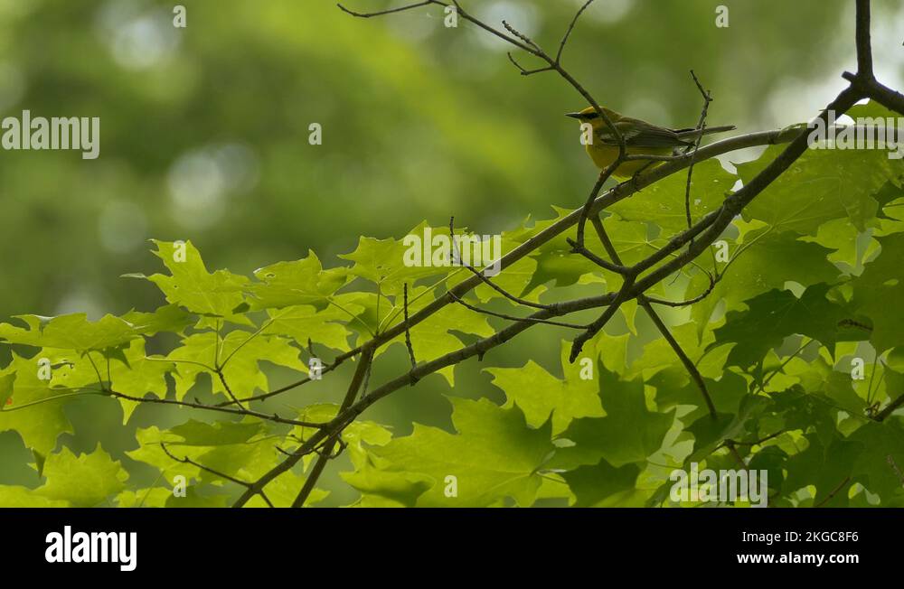 Beautiful shots of blue-winged warbler bird with yellow shades and ...