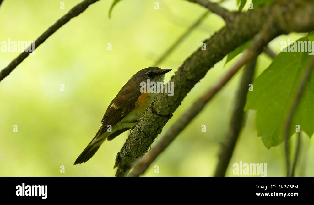 Female redstart hiding under thick tree canopy forming a comfortable ...