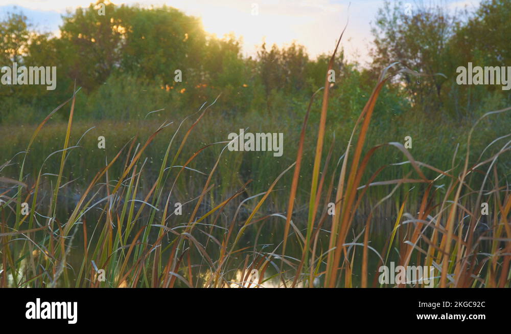 The lake of midges Stock Videos & Footage - HD and 4K Video Clips - Alamy