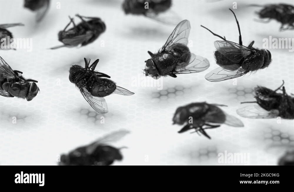 Fight of insects Stock Videos & Footage - HD and 4K Video Clips - Alamy