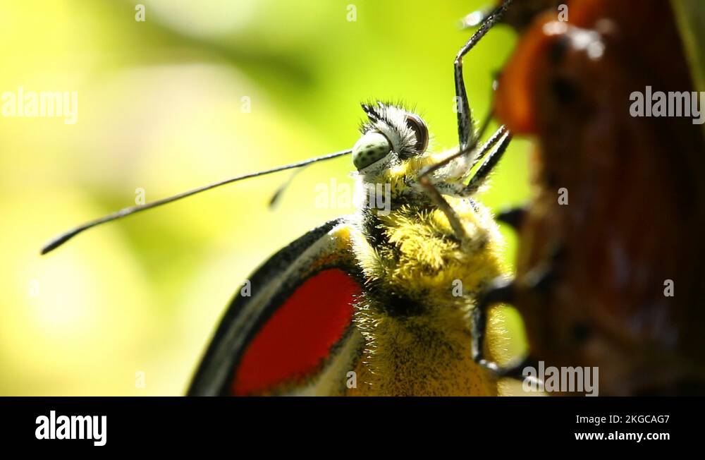 Monarch butterfly pupa Stock Videos & Footage - HD and 4K Video Clips ...