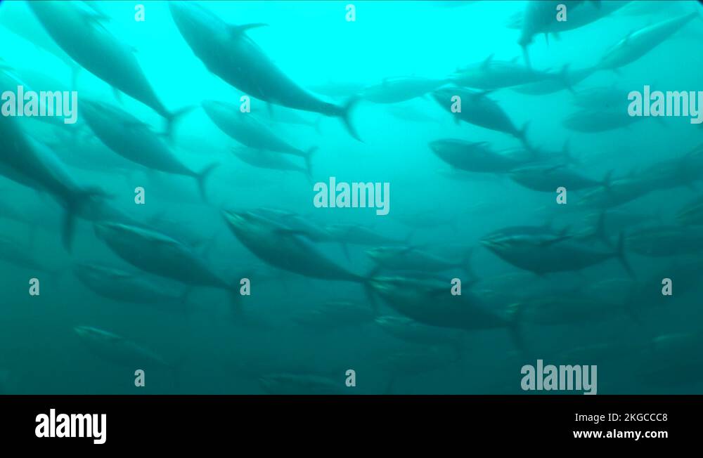 Aquaculture fish farming underwater Stock Videos & Footage - HD and 4K ...