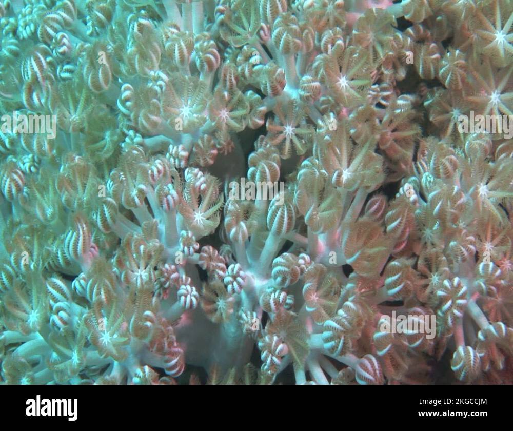 Xenia flowers Stock Videos & Footage - HD and 4K Video Clips - Alamy