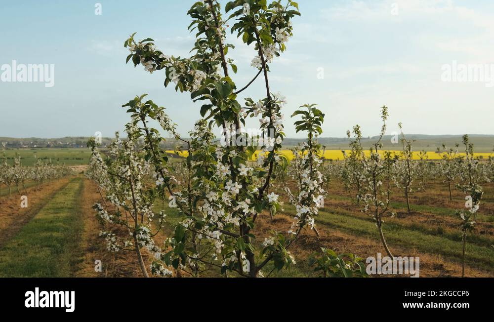 Columnar fruit trees Stock Videos & Footage - HD and 4K Video Clips - Alamy