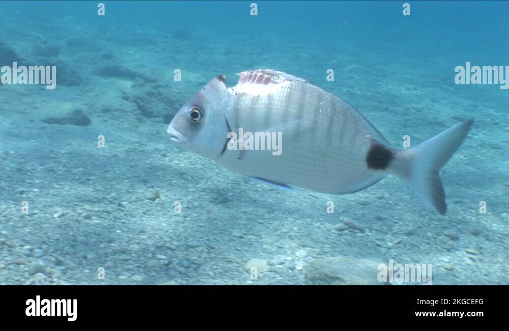 Bloated fish Stock Videos & Footage - HD and 4K Video Clips - Alamy