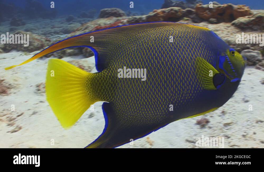 Saltwater angelfish Stock Videos & Footage - HD and 4K Video Clips - Alamy