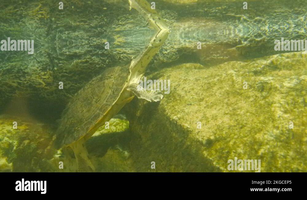 Turtle head rock Stock Videos & Footage - HD and 4K Video Clips - Alamy