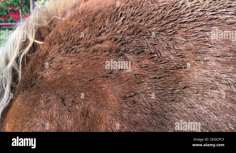 Pony fur texture Stock Videos & Footage - HD and 4K Video Clips - Alamy