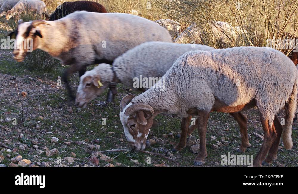 Ram bush Stock Videos & Footage - HD and 4K Video Clips - Alamy