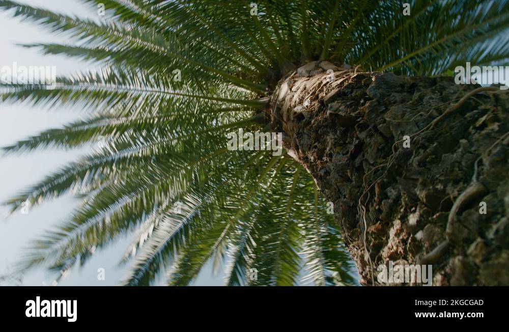 Palm tree underneath Stock Videos & Footage - HD and 4K Video Clips - Alamy