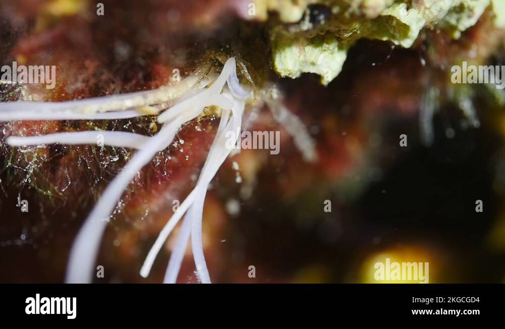 Segmented marine polychaete worm Stock Videos & Footage - HD and 4K ...