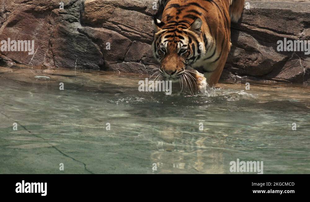 Swimming diving feline Stock Videos & Footage - HD and 4K Video Clips ...