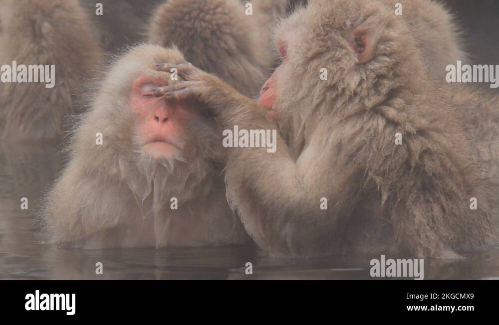 Snow Monkeys, Japanese Macaques In Hot Springs, Jigokudani, Nagano ...