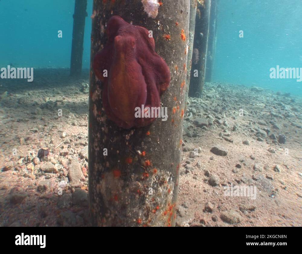 Suction fish Stock Videos & Footage - HD and 4K Video Clips - Alamy