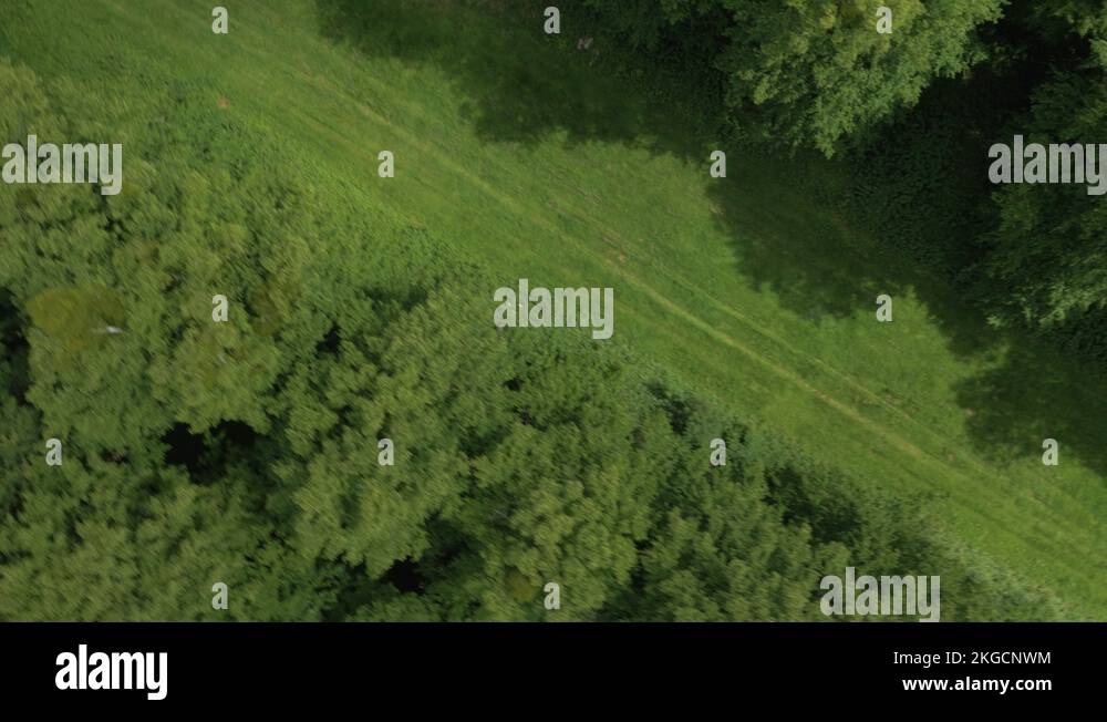 Flat green grass path between tall trees, fast spinning shot, drone ...