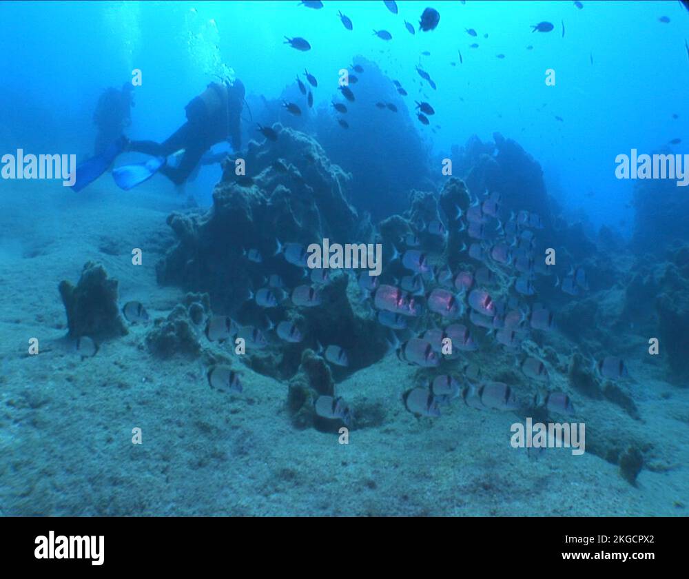 National fish photography Stock Videos & Footage - HD and 4K Video ...