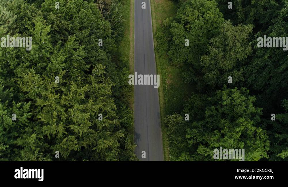 Tall straight forest trees Stock Videos & Footage - HD and 4K Video ...