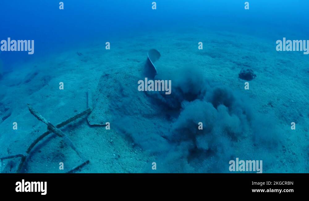 butterfly ray swim underwater gymnura fly Stock Video Footage - Alamy