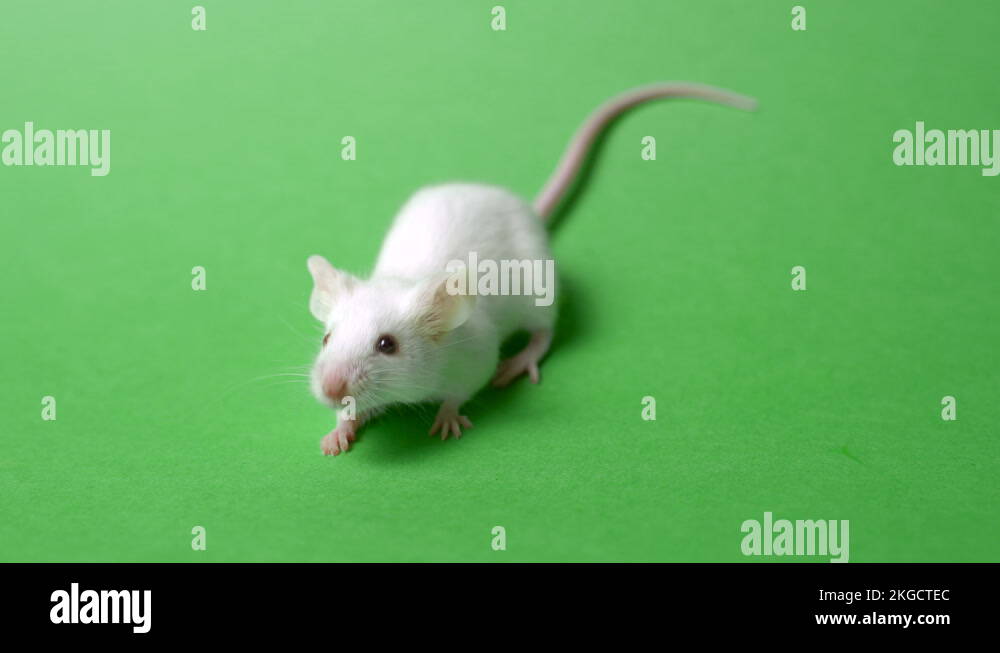 White mouse laboratory Stock Videos & Footage - HD and 4K Video Clips ...