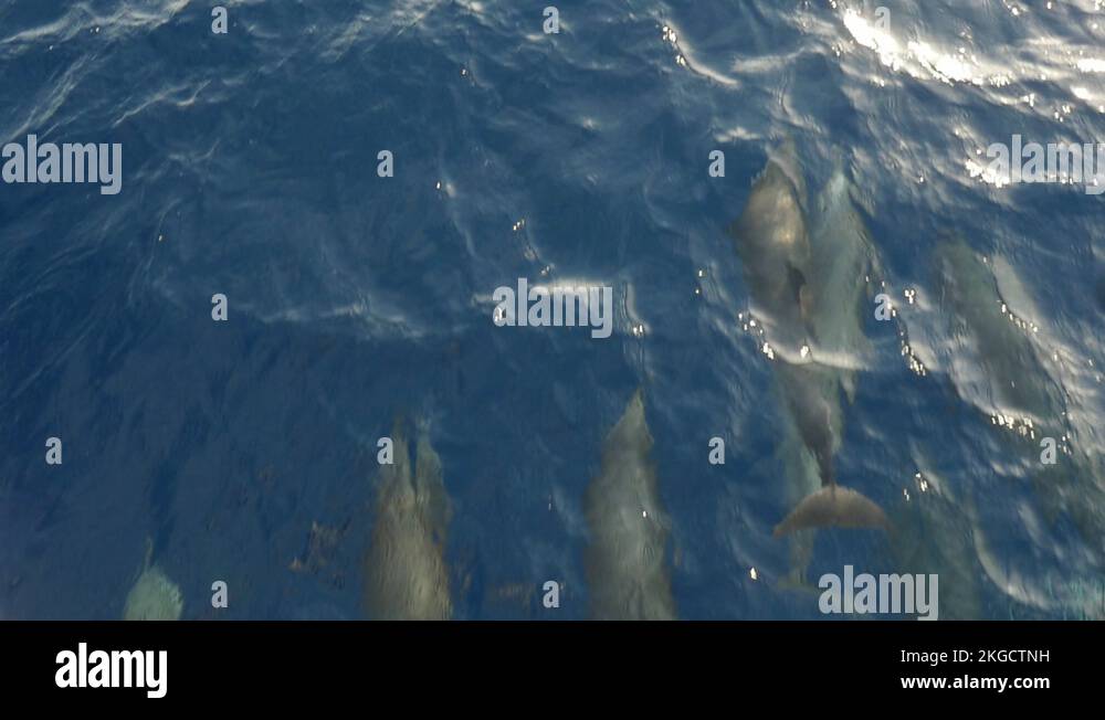 Playing dolphins swimming and diving before a boat in Sharm El Sheikh ...