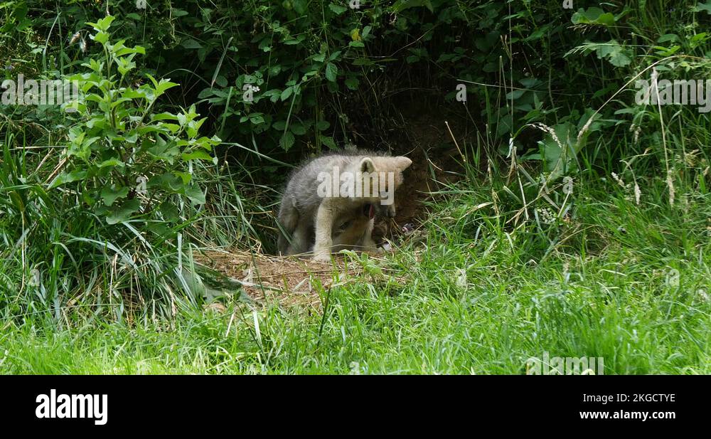 Arctic Wolf, canis lupus tundrarum, Cub standing at Den Entrance, Real ...