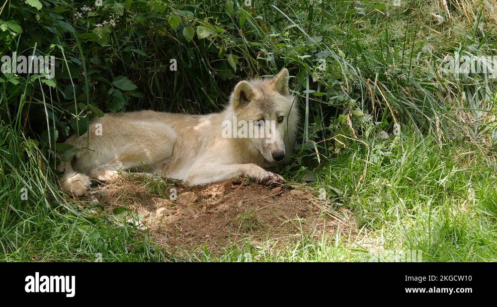 Wolf den alaska Stock Videos & Footage - HD and 4K Video Clips - Alamy