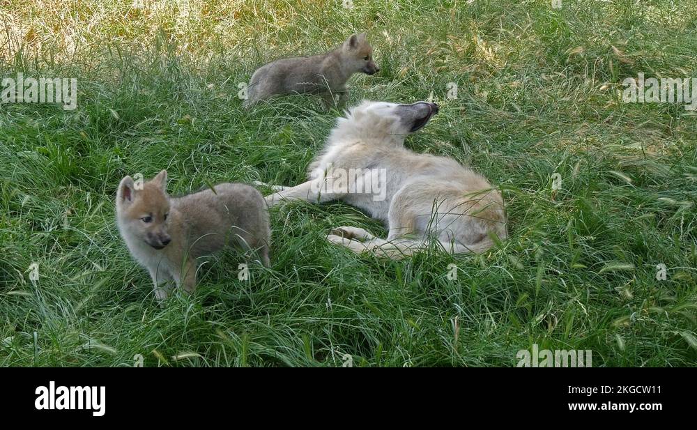 Arctic wolf cub Stock Videos & Footage - HD and 4K Video Clips - Alamy