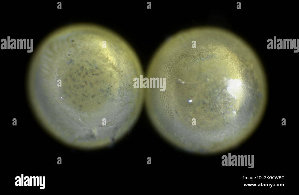 movement of the embryo in the eggs of aquarium fish Stock Video Footage ...