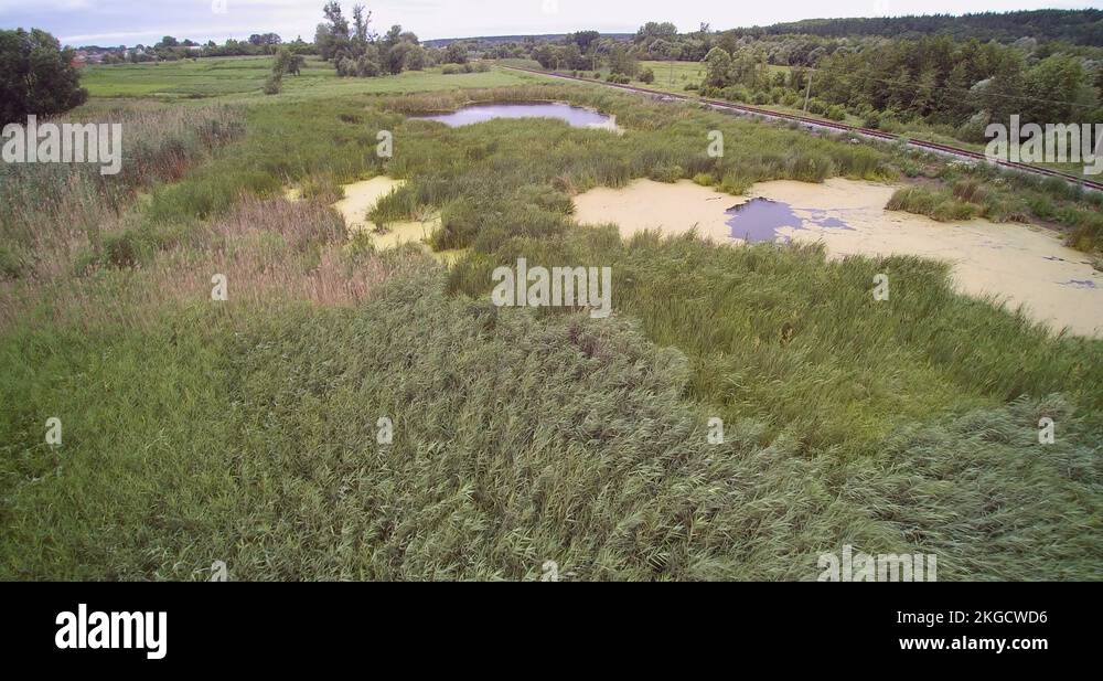 Swamp cane Stock Videos & Footage - HD and 4K Video Clips - Alamy