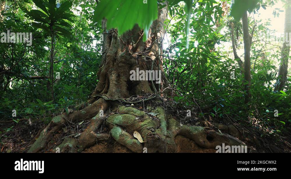 Big old rainforest tree Stock Videos & Footage - HD and 4K Video Clips ...