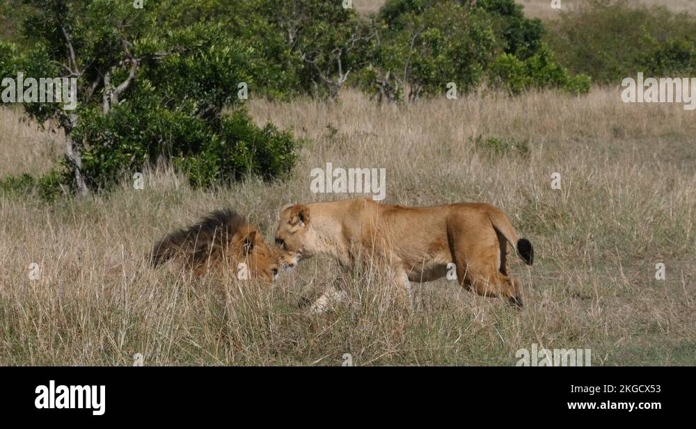 African Lion, panthera leo, Pair Mating, Masai Mara Park in Kenya, Real ...
