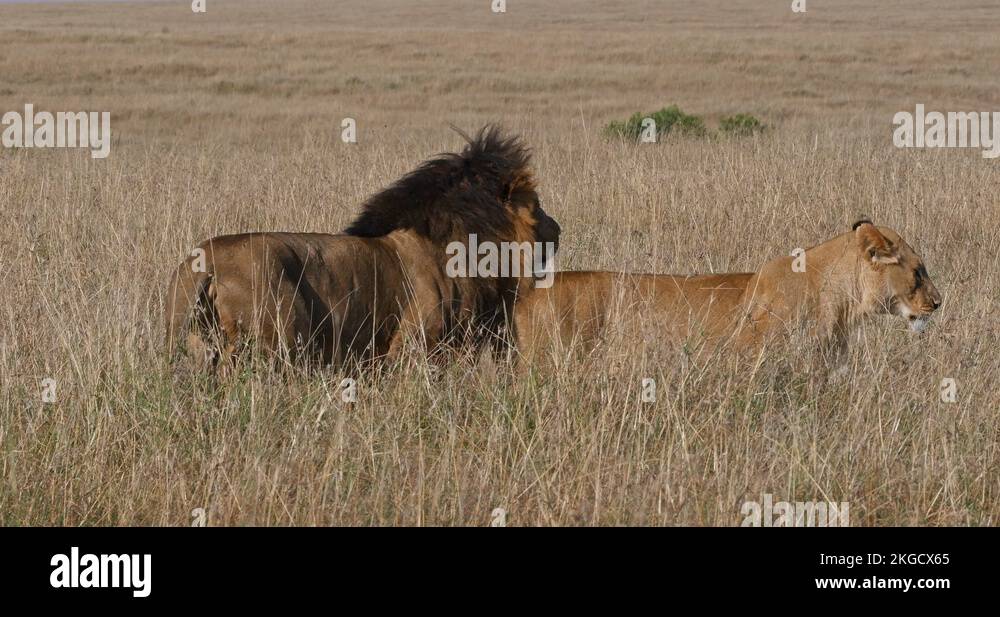 Lion panthera leo pair mating Stock Videos & Footage - HD and 4K Video ...