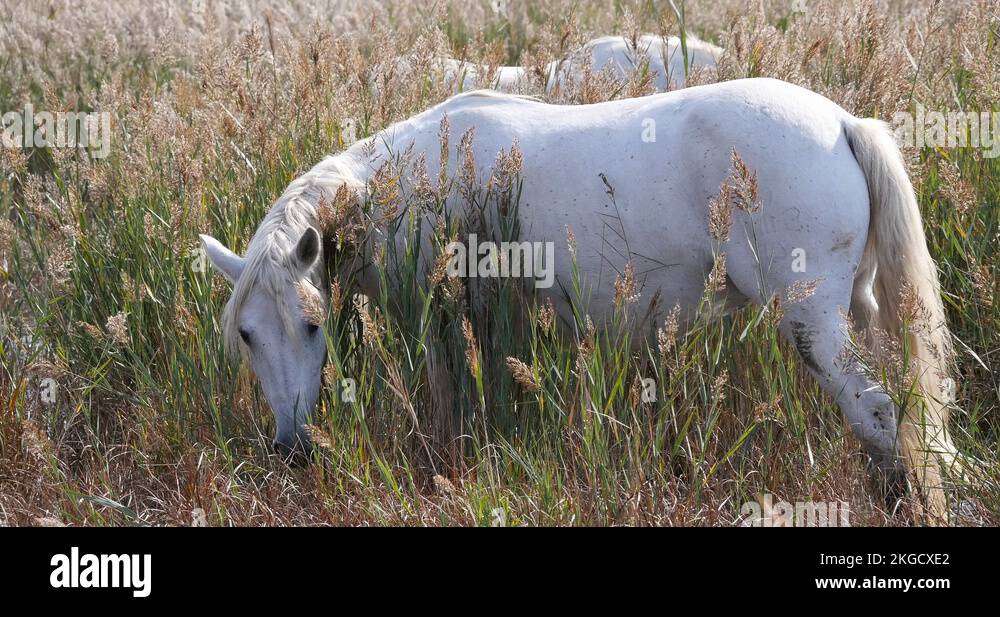 Camargue Horse, Mare standing in Swamp, Saintes Marie de la Mer in The ...