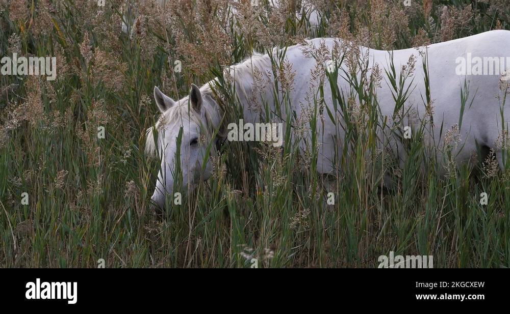 Camargue Horse, Mare standing in Swamp, Saintes Marie de la Mer in The ...