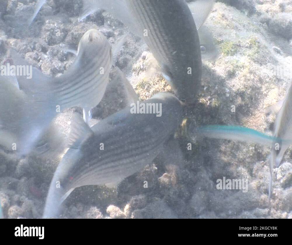 grey mullet fish eating the spawning underwater Stock Video Footage - Alamy