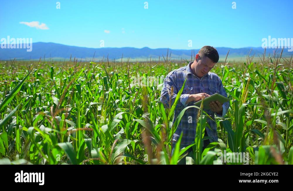 farmer man in corn field. Male farmer hands checking and inspecting ...