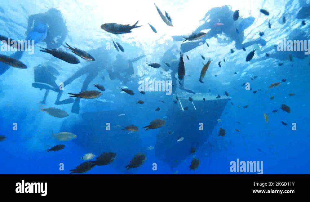 scuba diver jumping to water underwater from boat Stock Video Footage ...