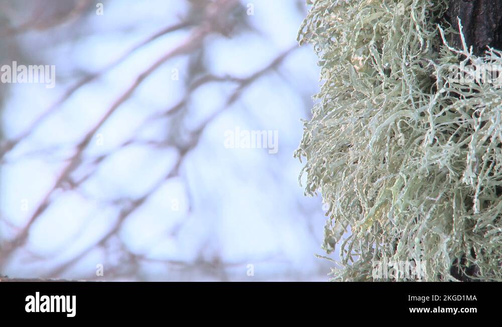 Lichen ecology Stock Videos & Footage - HD and 4K Video Clips - Alamy