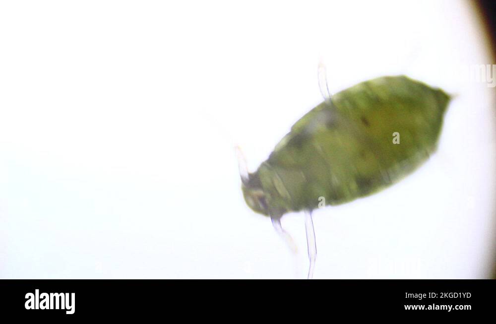 Microscopy: Green Aphid under the microscope (Myzus Persicae Stock ...