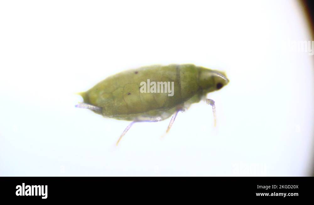 Microscopy: Green Aphid under the microscope (Myzus Persicae Stock ...
