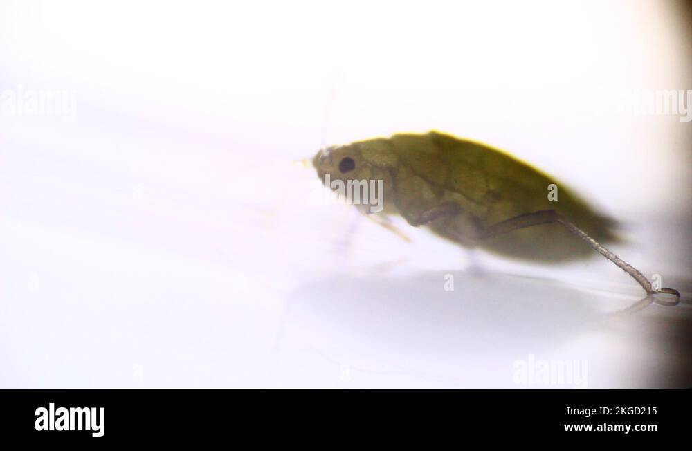 Microscopy: Green Aphid under the microscope (Myzus Persicae Stock ...