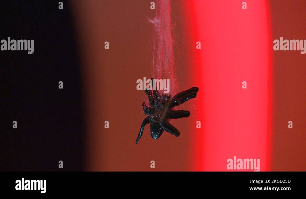 Vampire spider Stock Videos & Footage - HD and 4K Video Clips - Alamy
