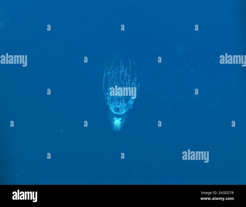 Turritopsis nutricula Turritopsis dohrnii Oceania O. armata immortal ...