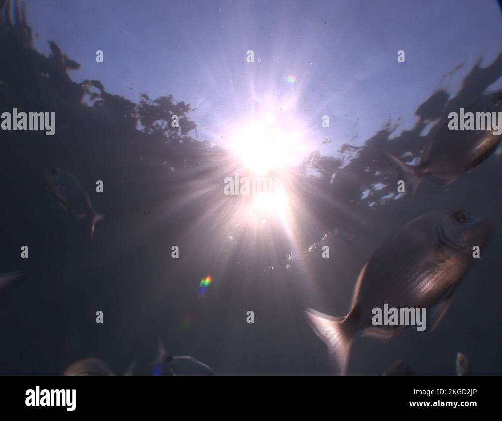 fish and sun scenery underwater sun beam and sun ray Stock Video ...