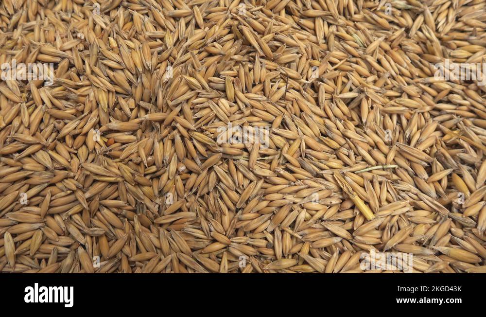 Seed sack Stock Videos & Footage - HD and 4K Video Clips - Alamy