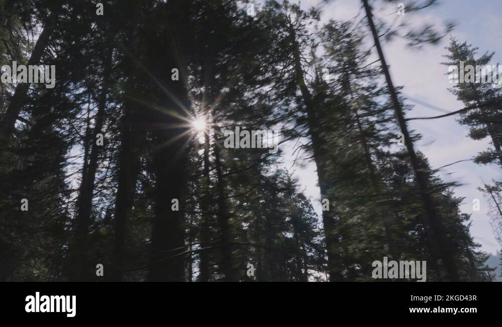 Giant sequoia trees sun Stock Videos & Footage - HD and 4K Video Clips ...