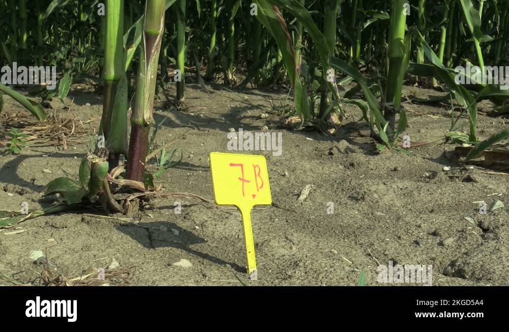 Research field science maize corn Zea mays, drought resistance samples ...