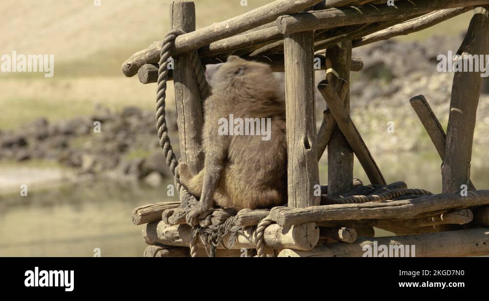 Monkey colony Stock Videos & Footage - HD and 4K Video Clips - Alamy