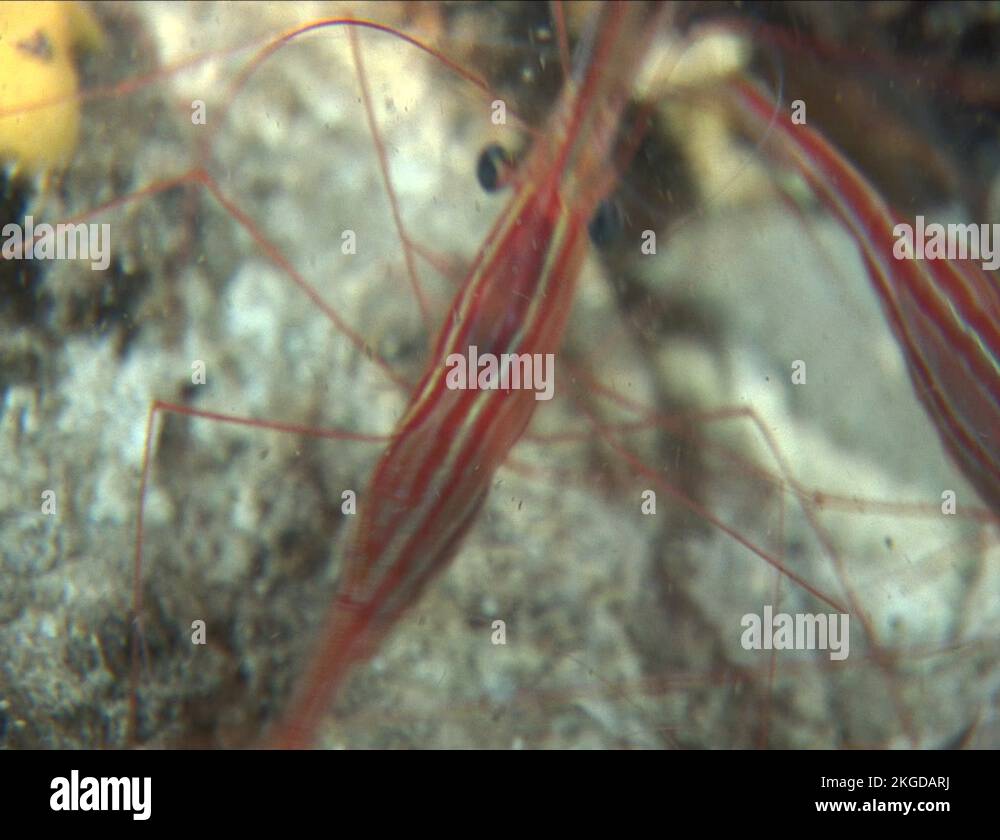 shrimp school cave underwater red shrimp mass scenery Stock Video ...