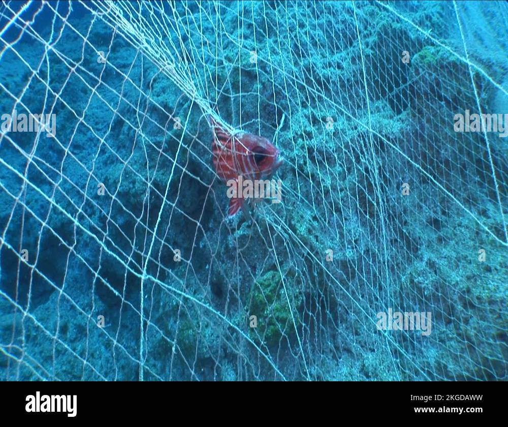 Garbage in fishing net Stock Videos & Footage - HD and 4K Video Clips ...